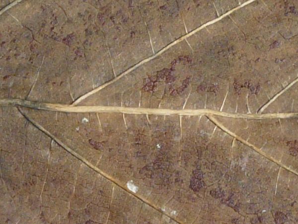 texture 0078 - Texturelib